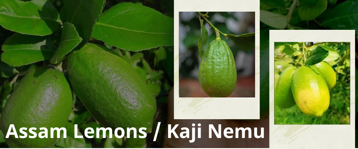 Lemons – GSHOOTS